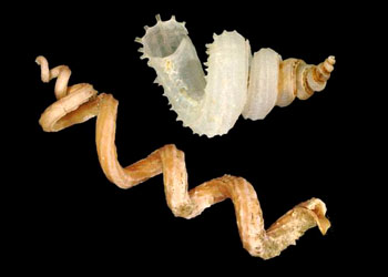 蟹守螺总科 Cerithiacea 蓝色动物学（中国动物学科普）